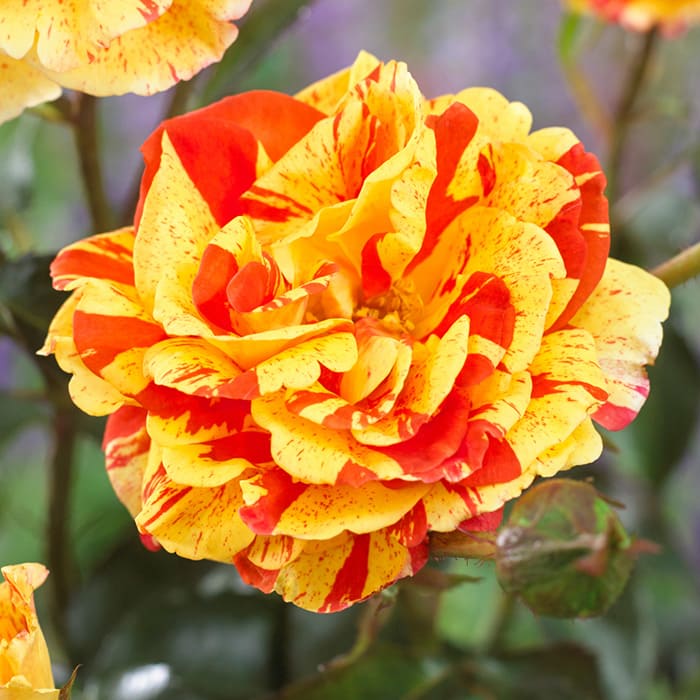 The Essential Guide To Roses | World of Roses